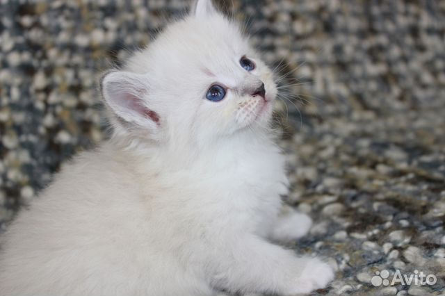 Котята из питомника
