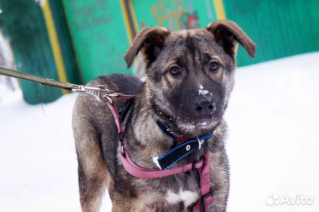 Щенуля Мёрфи ищет семью