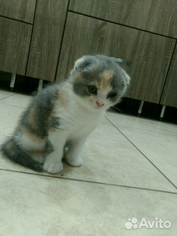 Британские котята