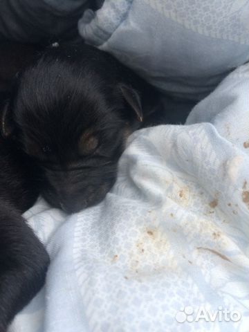 Бесплатно. Раздаём на выкорм кормящей мамочке или