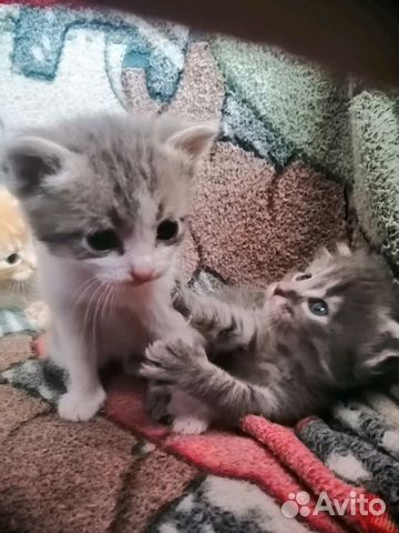 Катята вислаухие и прямоухие