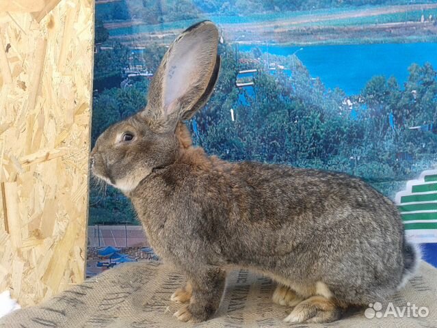 Крол фландер великан