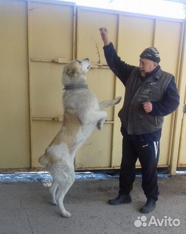 Отдам в добрые руки