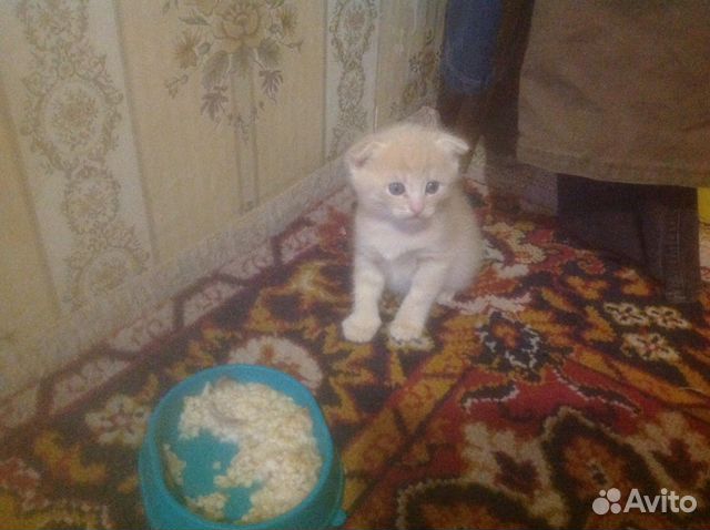 Продаю персиковое чуда