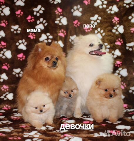 Милые девочки шпицы