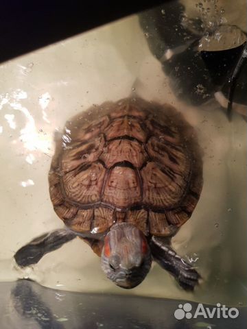Отдам черепаху в хорошие руки