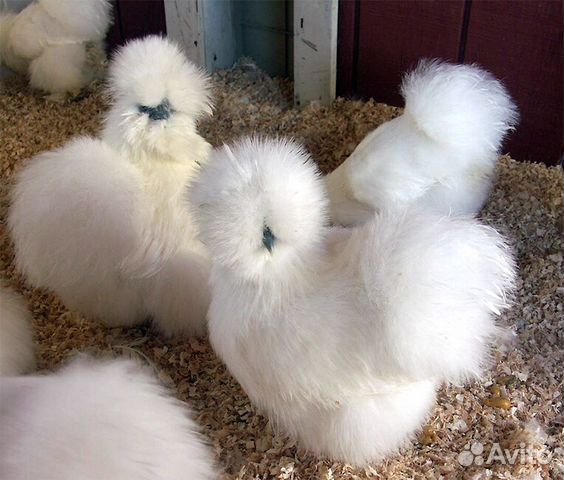 Инкубационные Яйца ценных пород и декоративных кур