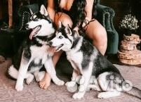 Продам щенков Хаски 3 и 4 мес