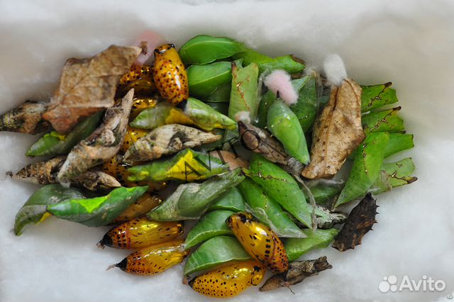 Куколки,Коконы
