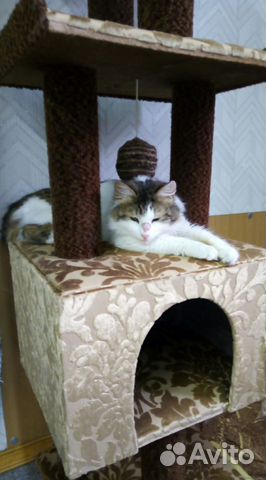 Молодой котик