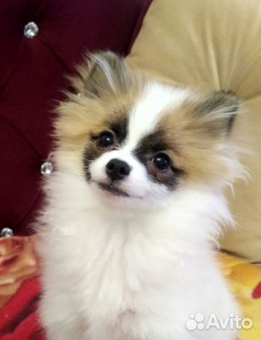 Померанский Шпиц/Цвергшпиц