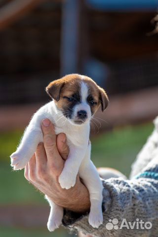 Джек-рассел терьер девочка Фея