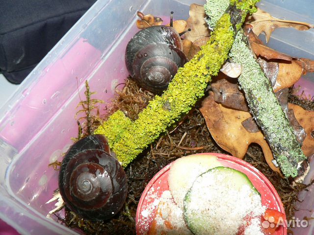 Улитки Плеуродонте Экселленс (Pleurodonte Excellen