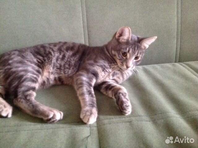 Кот