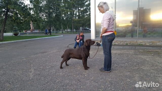 Лабрадор для вязки