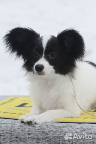 Щенки папийона и Фалена