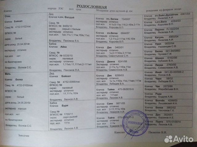 Чистокровные щенки западносибирской лайки