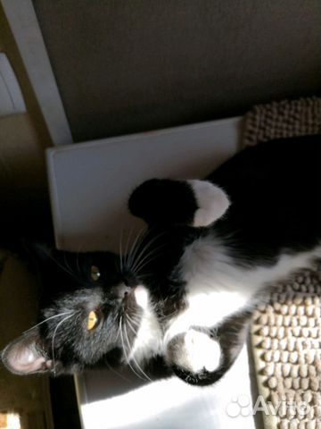 Котик Саймон