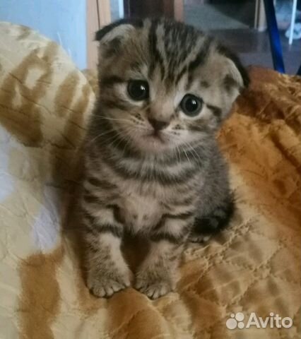Кошки