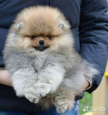 Мимишки Померанского Шпица