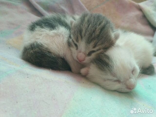 Котятя маленькие отдам в Евпатории