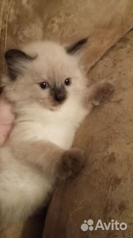 Отдам голубоглазых котят в хорошие руки