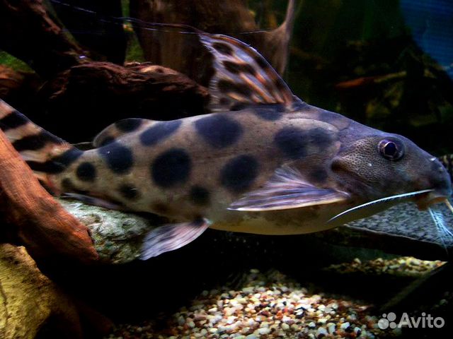 Сомик Синодонт