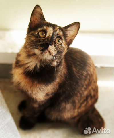 Кошка, 1 год
