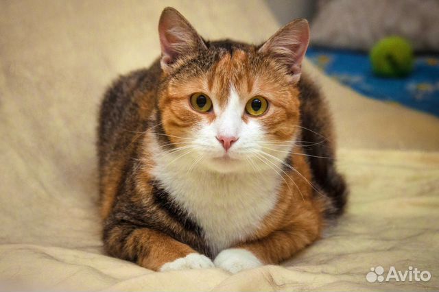 Зося в добрые руки