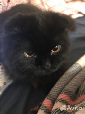 Кот на вязку