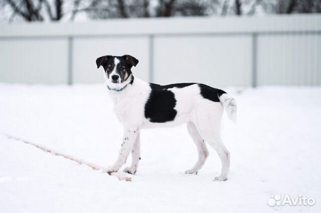 Малышка Нюша ищет дом