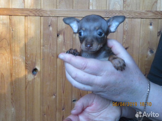 Шоколадная драгоценность на ладошку