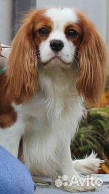 Вязка Кавалер Кинг Чарльз Спаниель