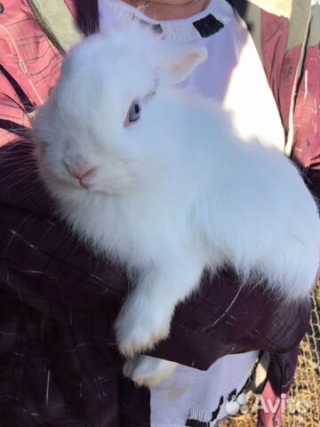 Декоративный кролик