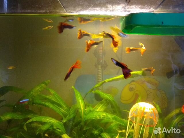 Гуппи самцы