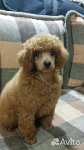 Пудель карликовый