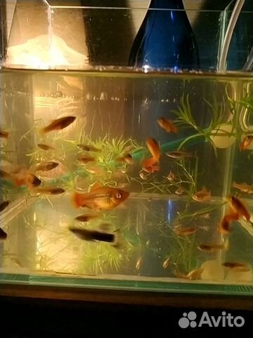 Гуппи и пецилии много +растения