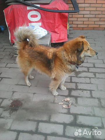 Гайка, 7 лет, умнейшая собака
