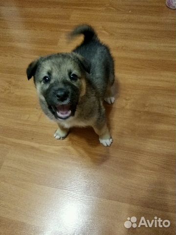 Щеночек в дар