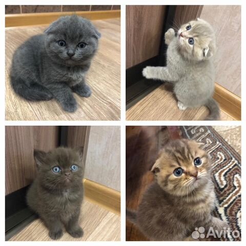 Шотландские котята