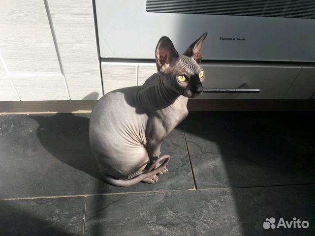 Продам канадского сфинкса