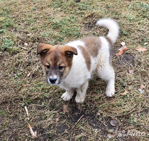 Щенок западно- сибирской лайки
