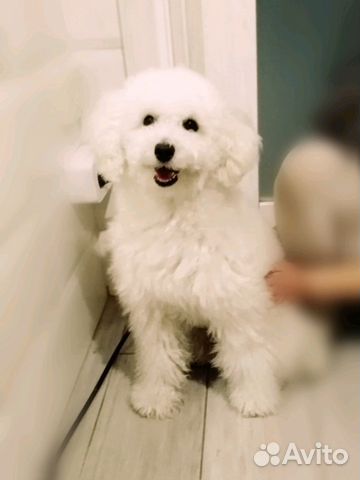 Продаём пуделя, белая