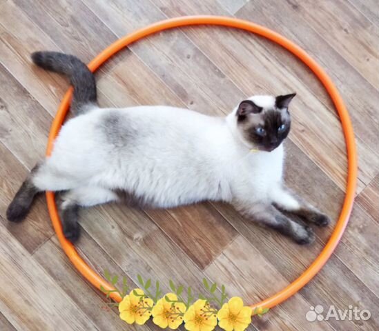 Отдам породистого шотландского кота Феодосия