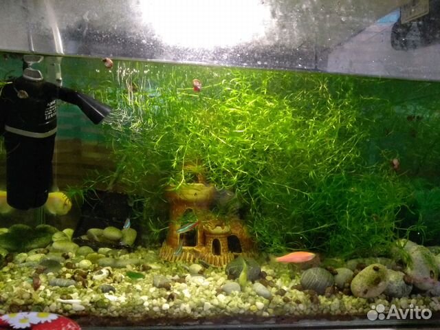 Растение в Аквариум