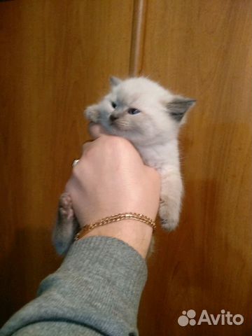 Таиские чисторовные котятки
