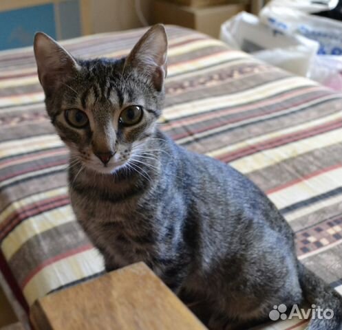Отдаю даром самую любопытную кошку 7 мес