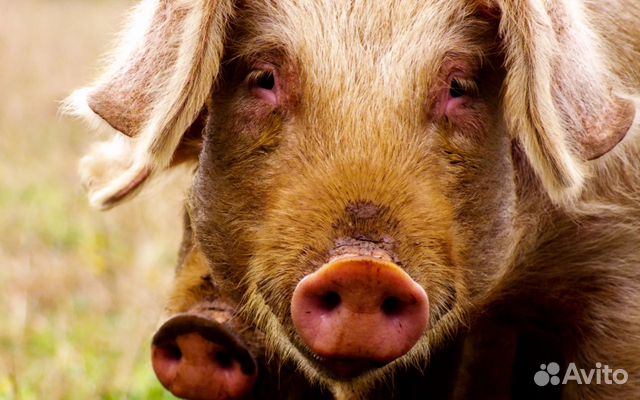 Свиньи, хряк, свиноматка, Обмен