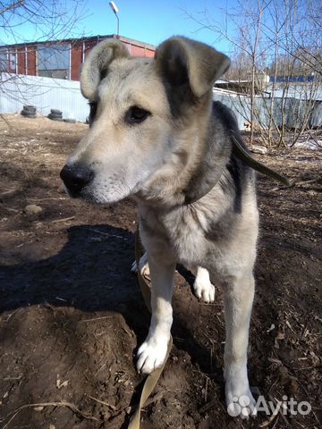 Метис восточно-европейской овчарки