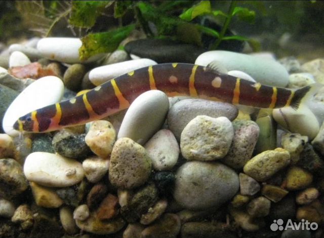 Аквариумные рыбки. Гуппи, меченосец, Акантофтальму